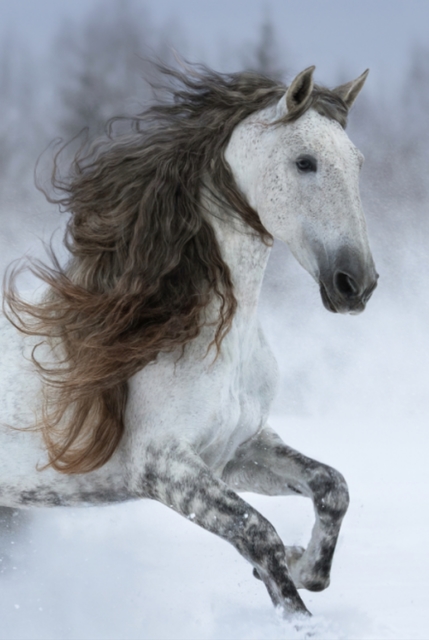 Posh Show - Poshmark